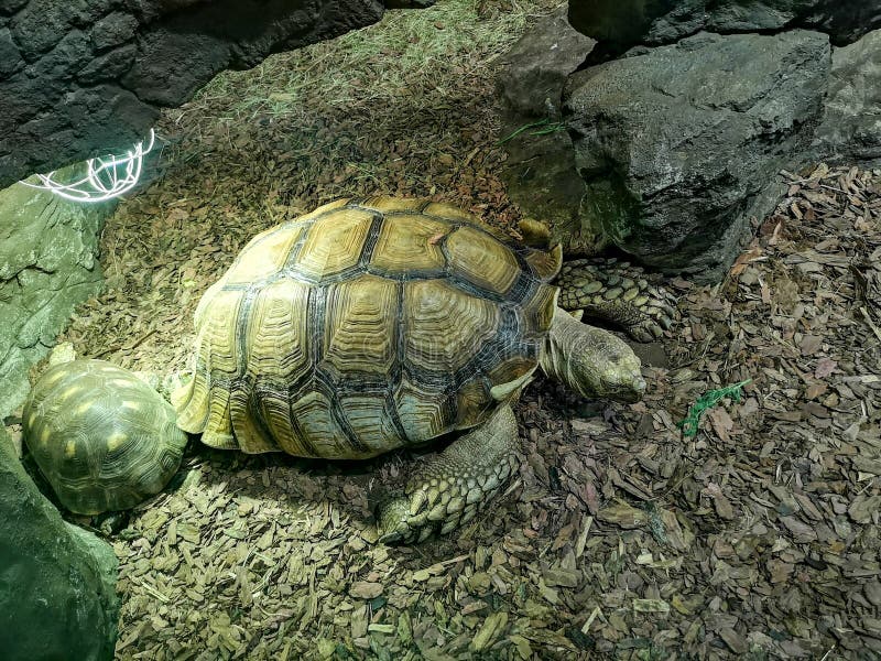 Turtle Portrait in the Park. Stock Image - Image of wild, closeup ...