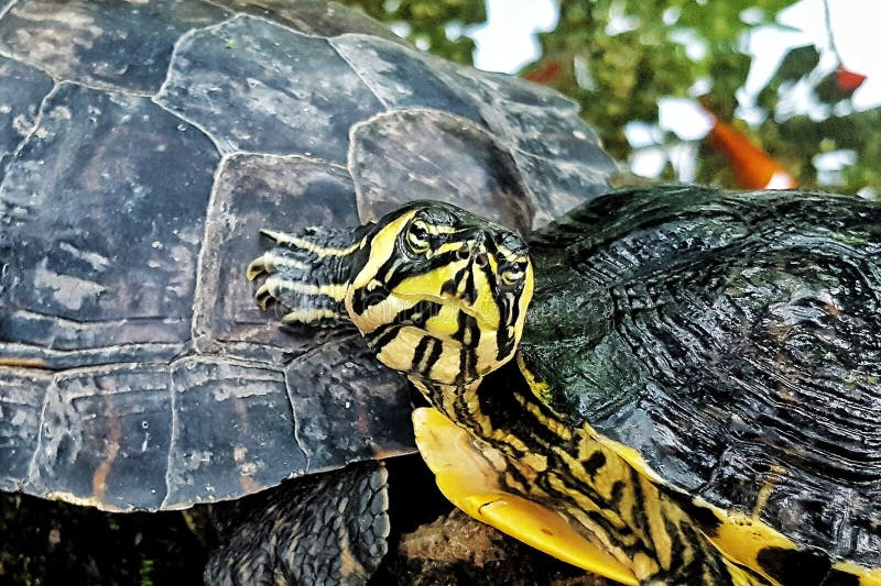 Turtle portrait stock photo. Image of turtle, nature - 92326194