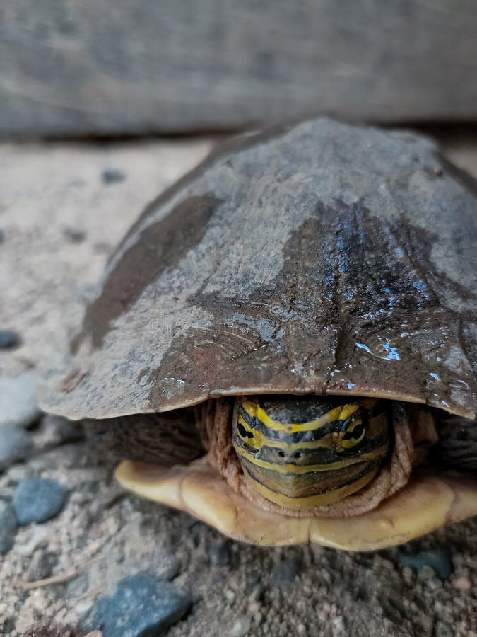Turtle portrait view stock photo. Image of frog, nature - 229835996