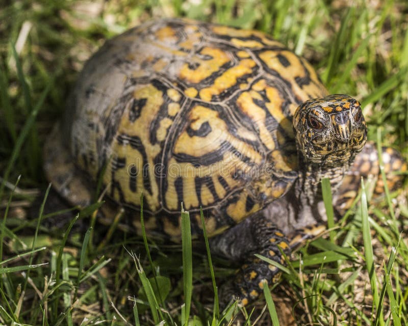 Turtle stock image. Image of turtle, male, stare, turtles - 93577477