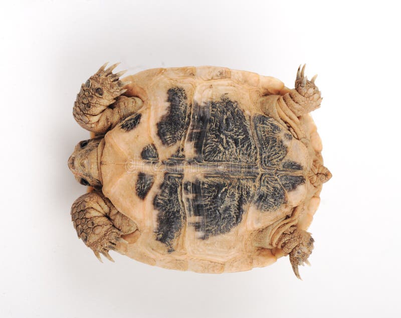 Turtle posing series stock photo. Image of species, wildlife - 29794238