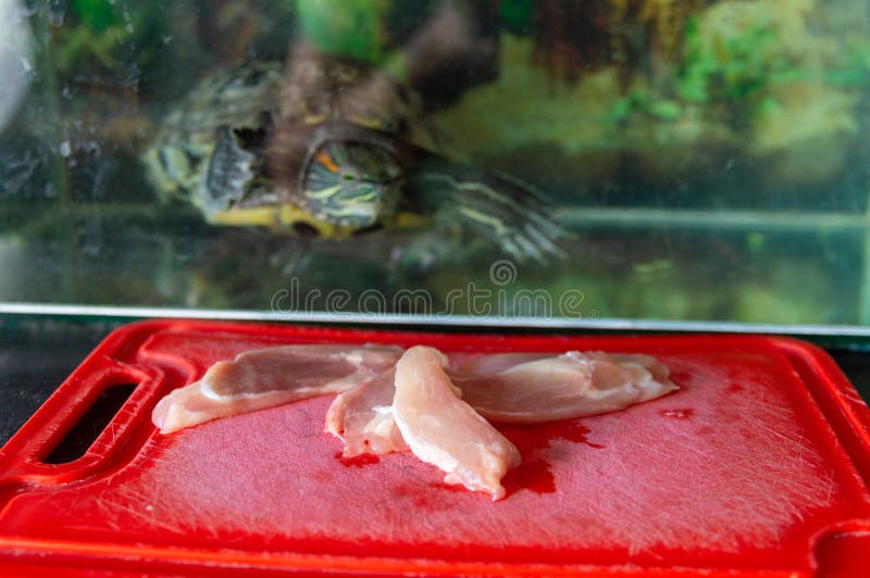Turtle Predatorily Looks at Raw Meat Stock Photo - Image of tortoise ...