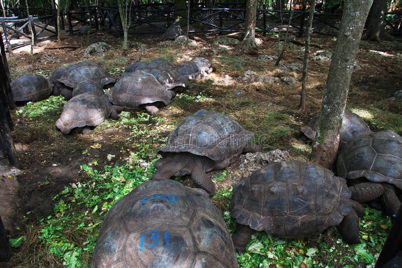 Turtle in Prison Island of Zanzibar, Tanzania Stock Photo - Image of ...