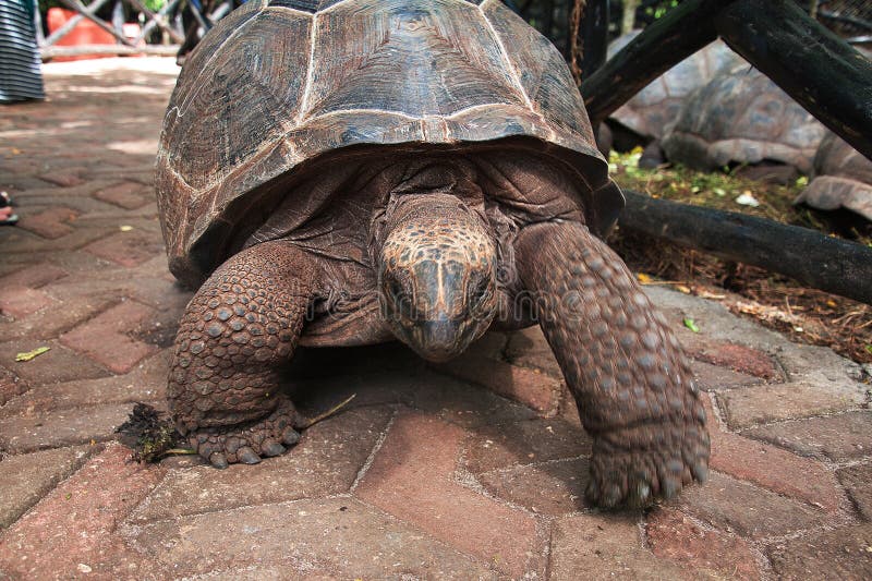 Turtle in Prison Island of Zanzibar, Tanzania Stock Photo - Image of ...