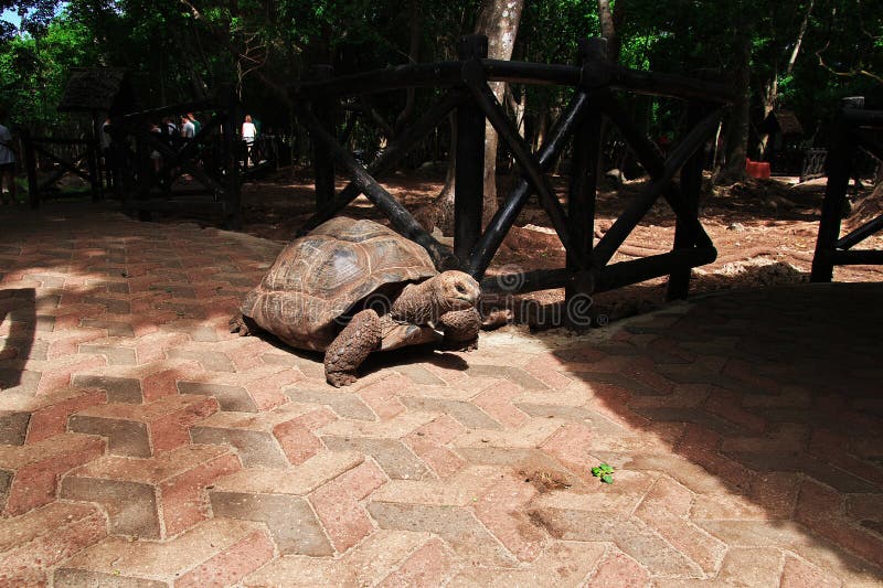 Turtle in Prison Island of Zanzibar, Tanzania Stock Image - Image of ...