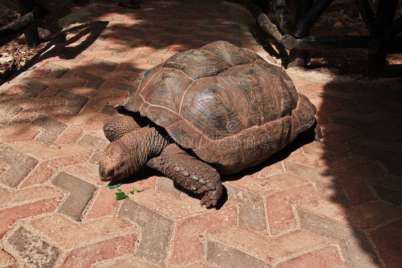 Turtle in Prison Island of Zanzibar, Tanzania Stock Image - Image of ...