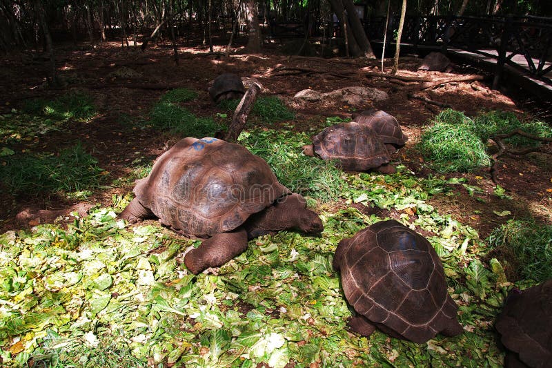 Turtle in Prison Island of Zanzibar, Tanzania Stock Photo - Image of ...