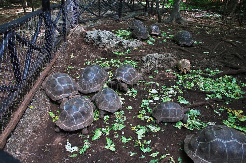 Turtle in Prison Island of Zanzibar, Tanzania Stock Image - Image of ...