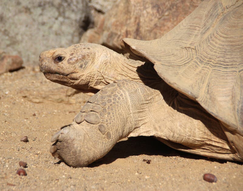 Turtle from profile stock image. Image of profile, large - 146809295