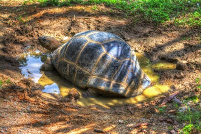 108 Muscular Turtle Stock Photos - Free & Royalty-Free Stock Photos ...