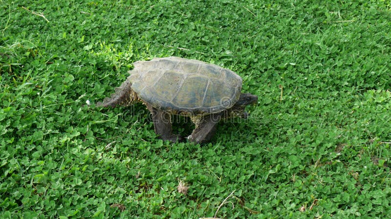 Turtle in Quebec. Canada, North America. Stock Image - Image of faune ...