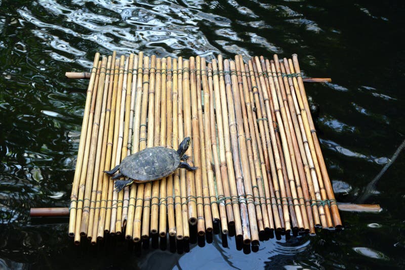 Turtles on raft stock photo. Image of shell, pond, calm - 43964110