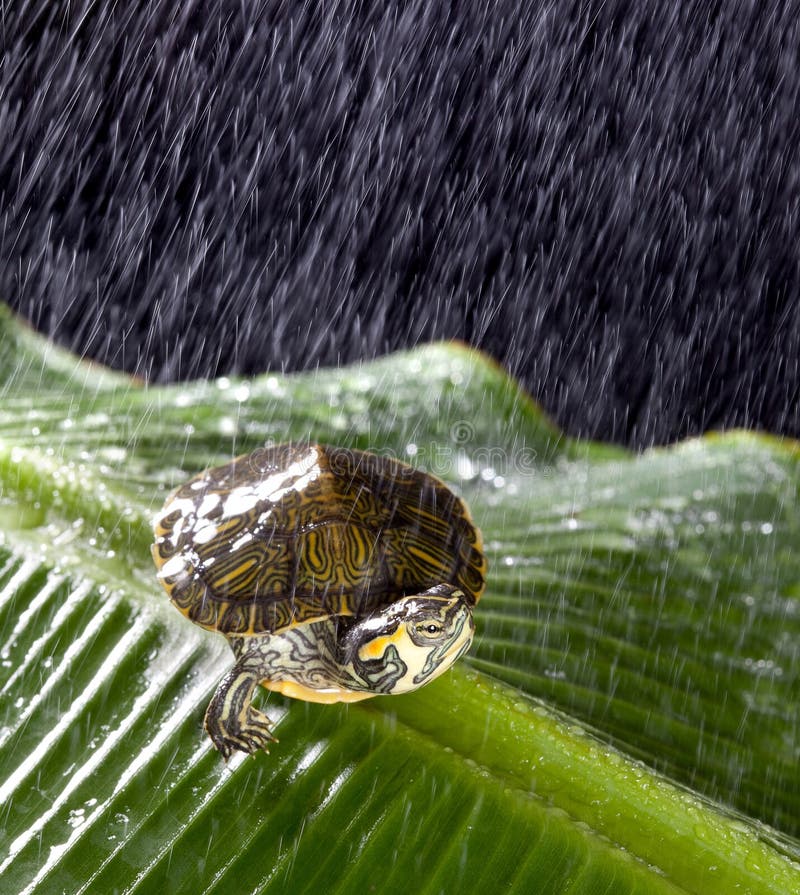 Turtle in the rain stock image. Image of creature, leaves - 18629259