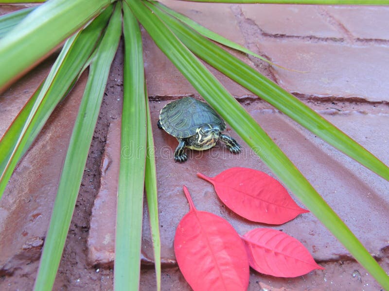 Turtle in red stock photo. Image of leaves, turtle, branch - 84712010