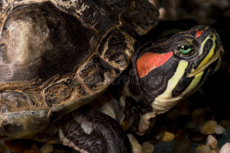 A turtle red eared slider stock image. Image of lake - 29216395