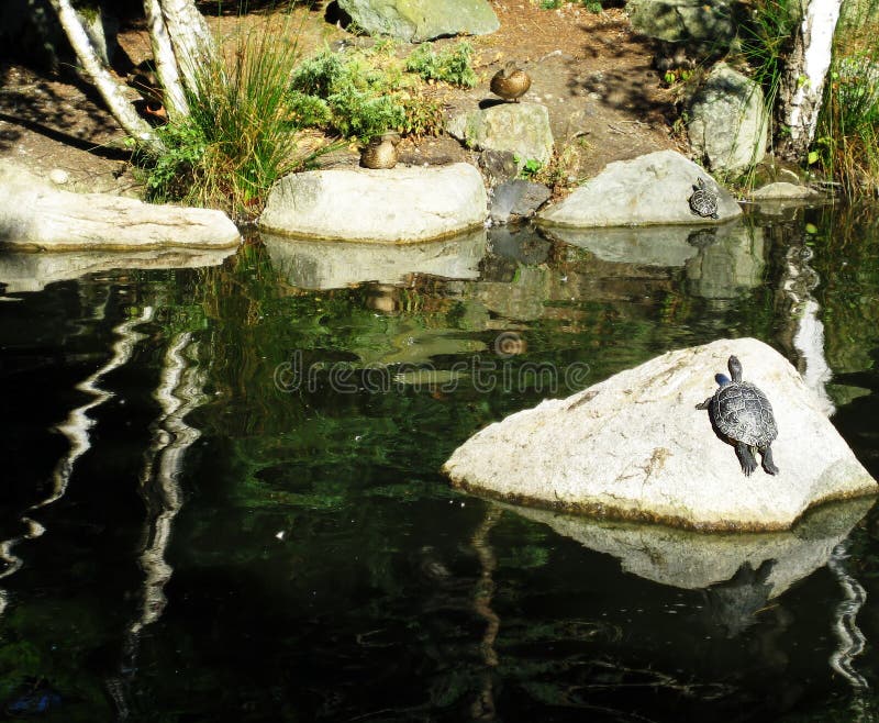 Turtle looking up stock image. Image of warming, terrarium - 1501501