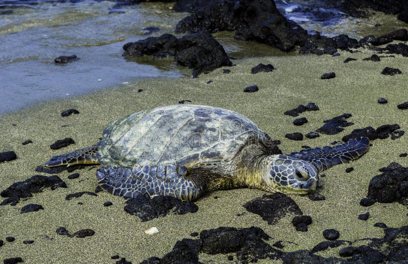 Turtle Relaxing stock photo. Image of hawaii, tree, forest - 35615884
