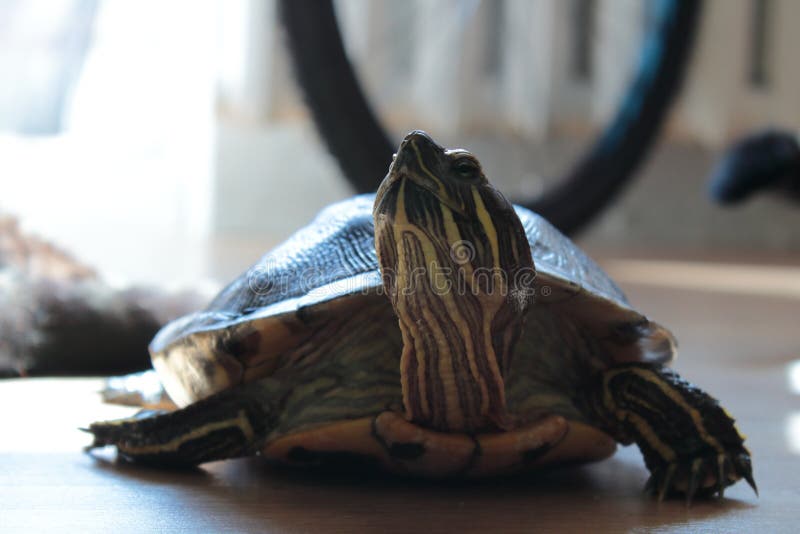 Turtle on the flat stock photo. Image of zoom, ligths - 99793568