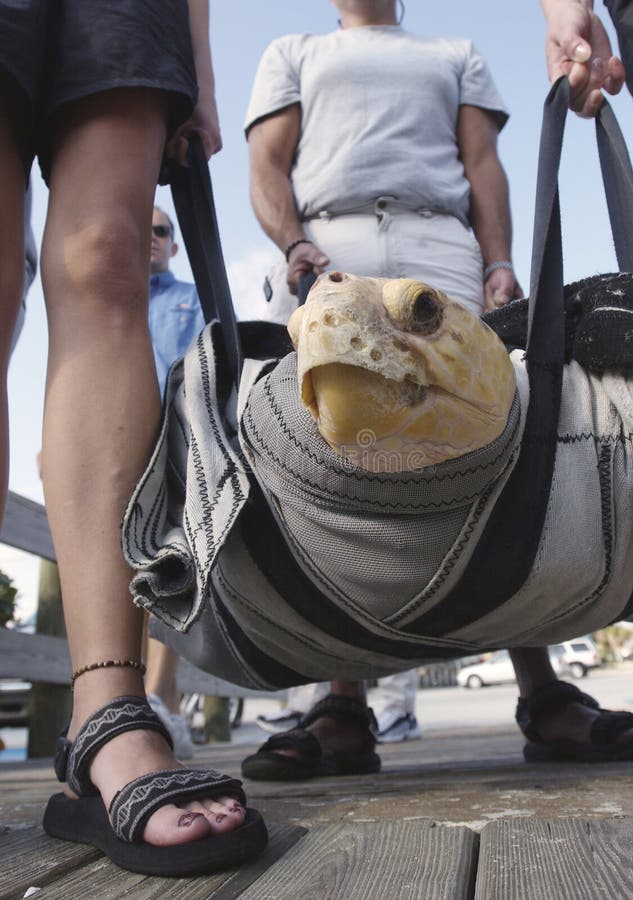 Hatchlings Scurrying To the Water during Olive Ridley Sea Turtle ...