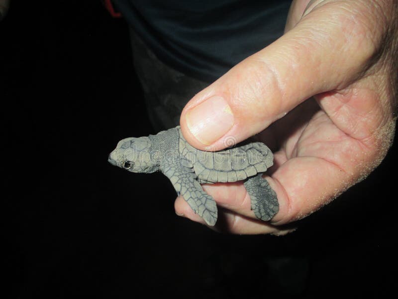 Turtle rescue stock image. Image of nature, zealand, hatchling - 84686477