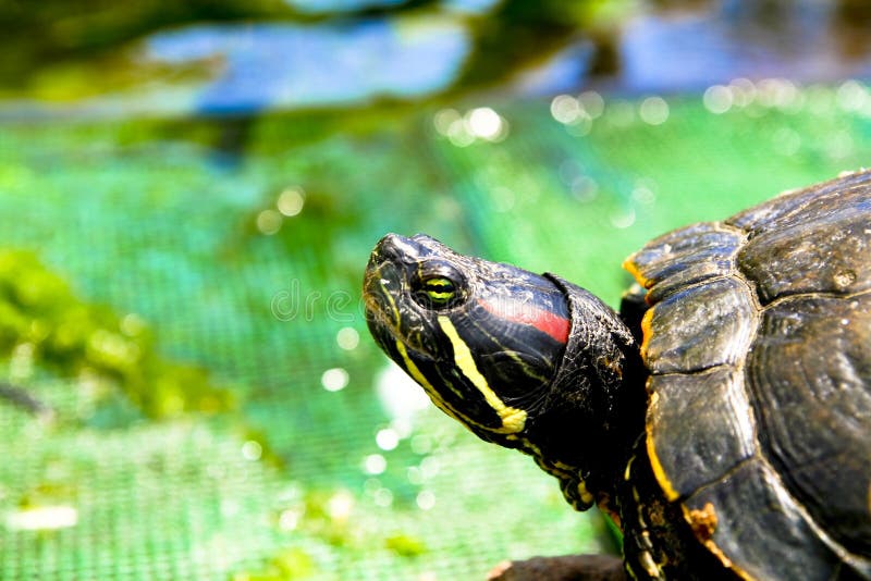 Yellow-bellied slider stock image. Image of bellied, swamp - 15605685