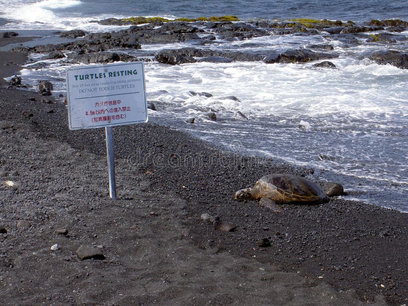 Turtle Resting on a Tree Limb Protruding from Water Stock Image - Image ...