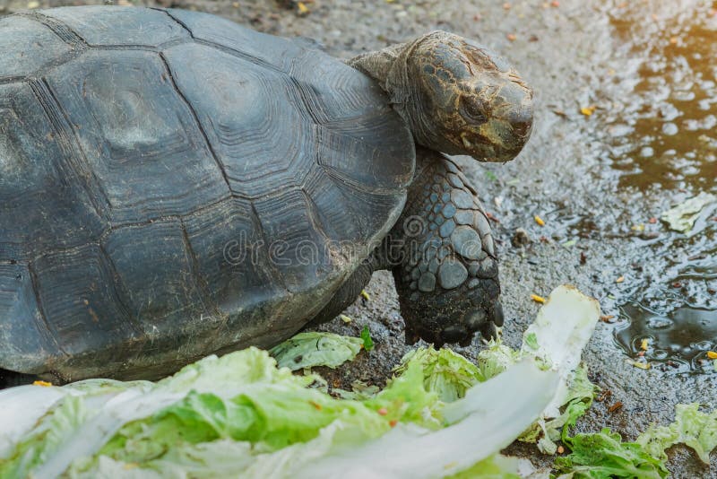 The Turtle is Resting after Eating Stock Photo - Image of cabbage ...