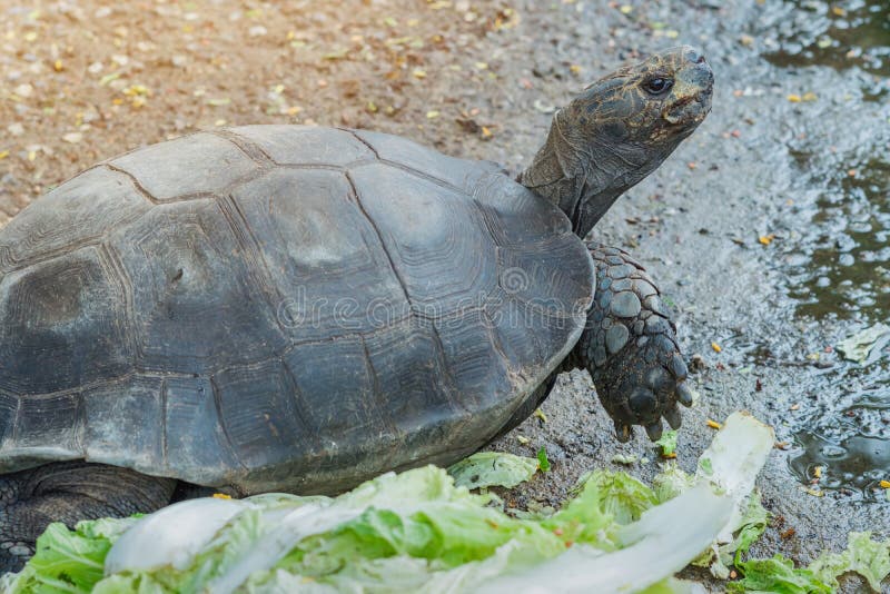 The Turtle is Resting after Eating Stock Photo - Image of nature, life ...