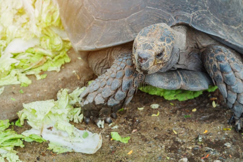 The Turtle is Resting after Eating Stock Image - Image of exotic ...