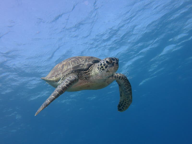 Turtle stock photo. Image of night, croatia, resting - 51137846
