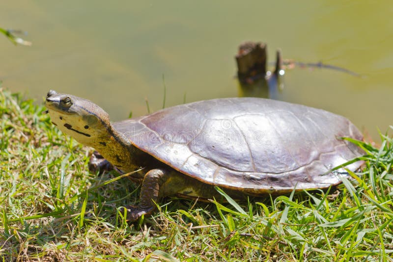 Turtle Resting on the Green Grass and Facing the Camera Stock Image ...