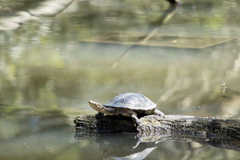 The Turtle is Resting on a Log Stock Image - Image of turtle, cute ...