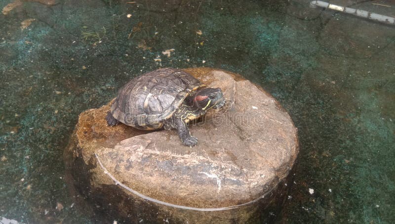 Turtle Resting on a Rock in a Natural Pond Environment Stock Image ...
