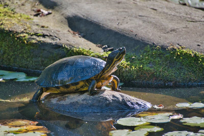 A Turtle Resting on the Rock. Vancouver Canada Stock Image - Image of ...