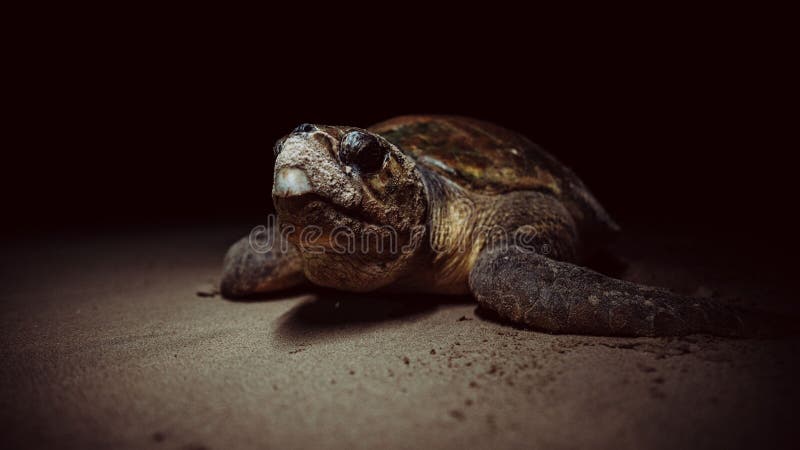 Turtle Resting on Sand in Mozambique Editorial Image - Illustration of ...