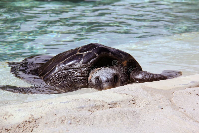 Sea Turtle Resting stock image. Image of endangered, lifeguard - 9616745