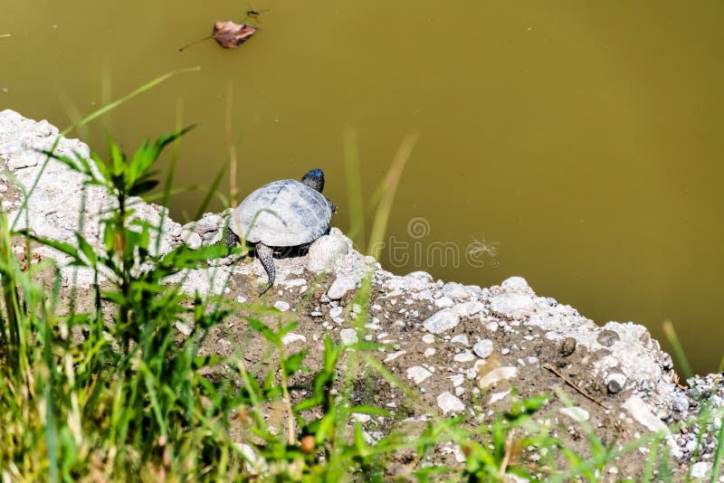 Turtle Resting on the Shore Stock Image - Image of reptile, reptilia ...
