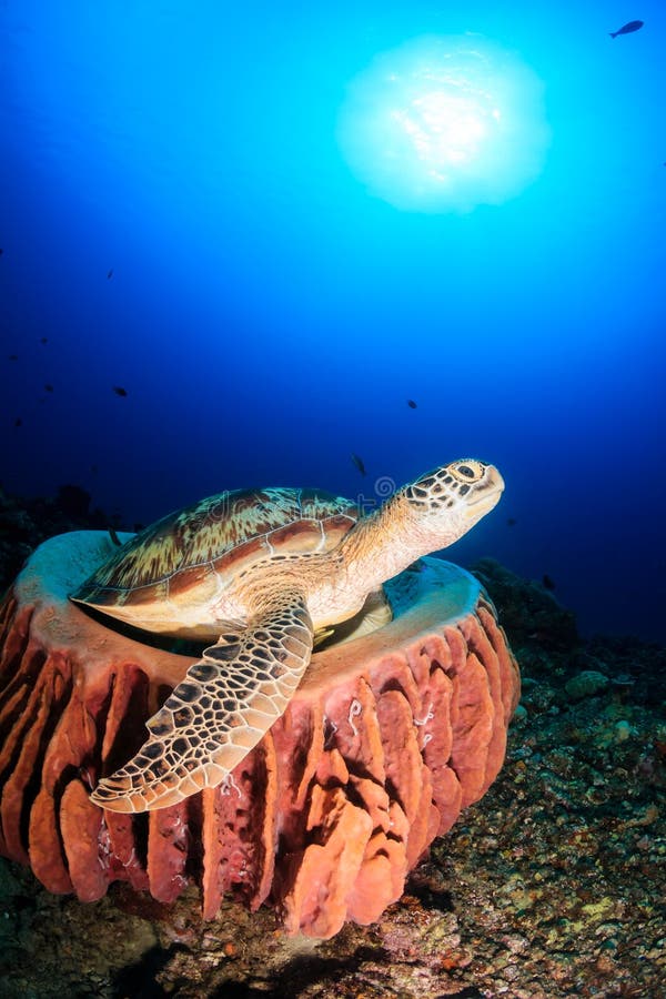Turtle Resting on a Tree Limb Protruding from Water Stock Image - Image ...