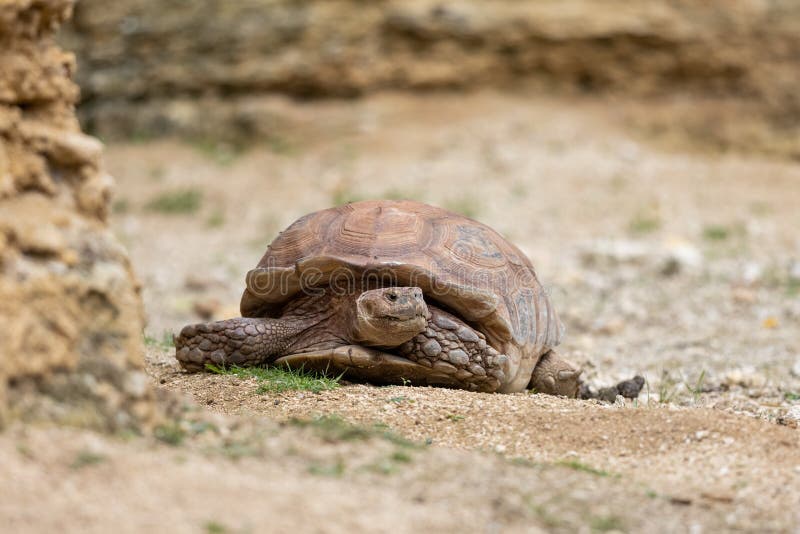 Desert Turtle Icon Stock Photos - Free & Royalty-Free Stock Photos from ...