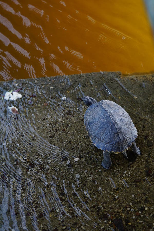 Turtle Resting Under the Bridge Stock Photo - Image of bridge, tree ...