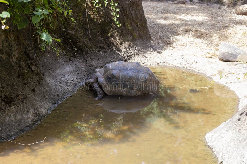 Crocodile Relaxing Turtles Zoo Stock Photos - Free & Royalty-Free Stock ...