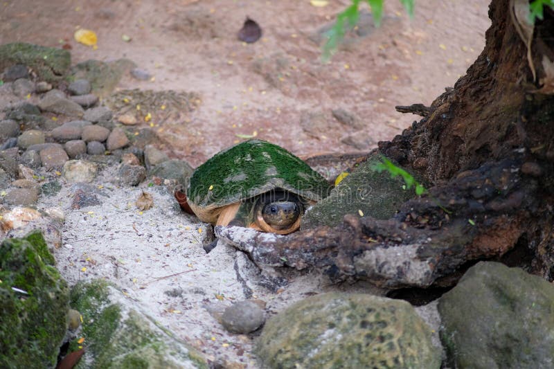 A Turtle Rests by a Tree, Its Shell Partially Covered with Moss and ...