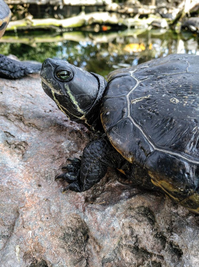 Turtle stock photo. Image of wildlife, grey, water, turtle - 129120064