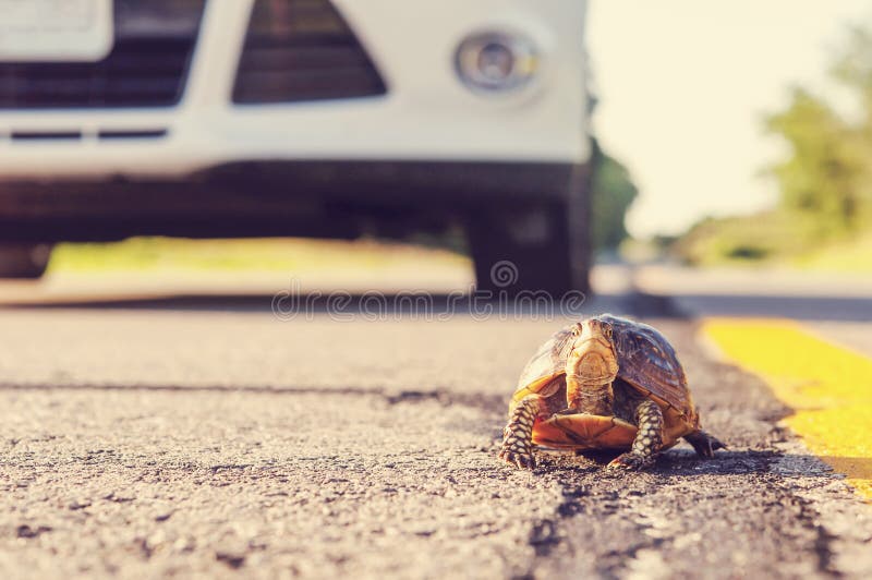 Turtle car road stock photo. Image of crushed, turtle - 47569430