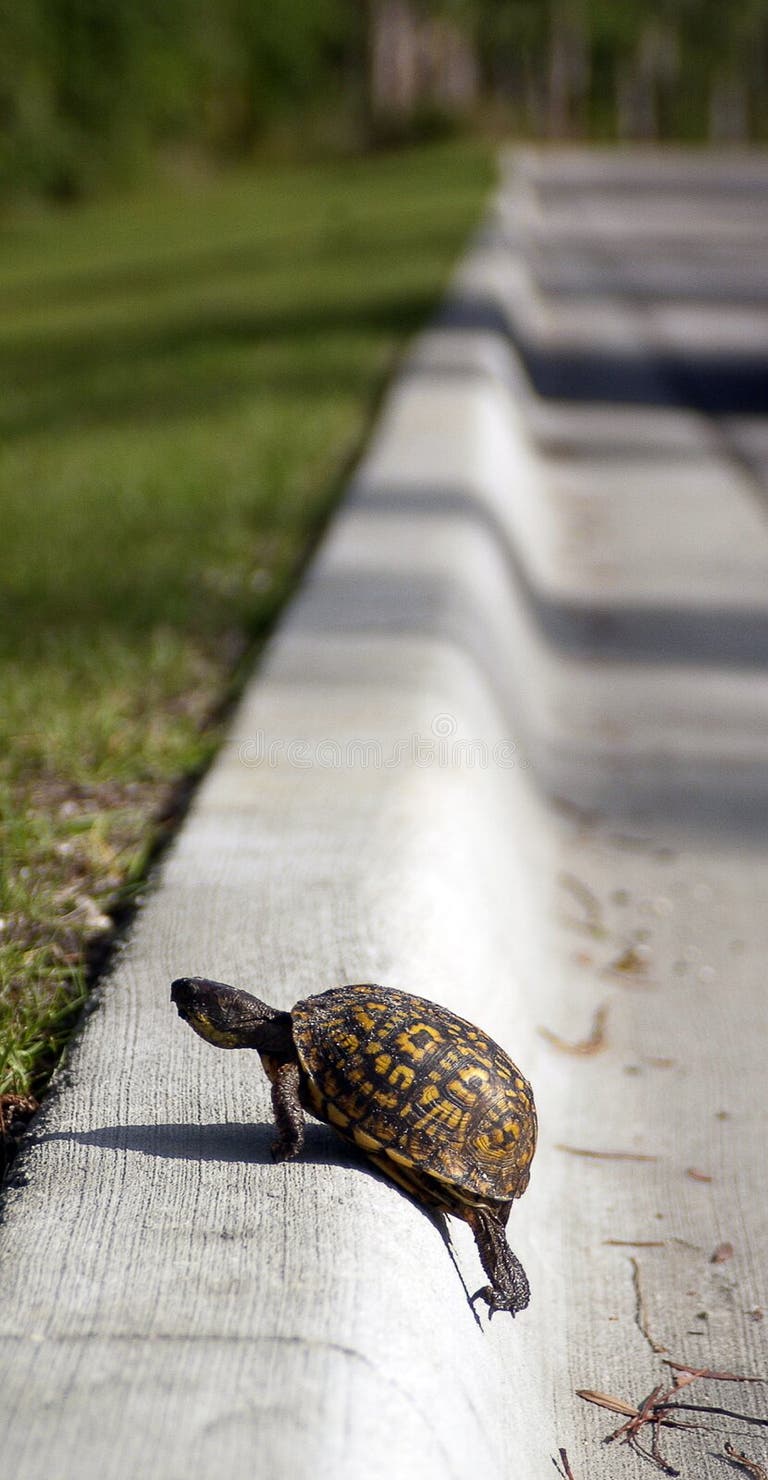 763 Climbing Turtle Stock Photos - Free & Royalty-Free Stock Photos ...
