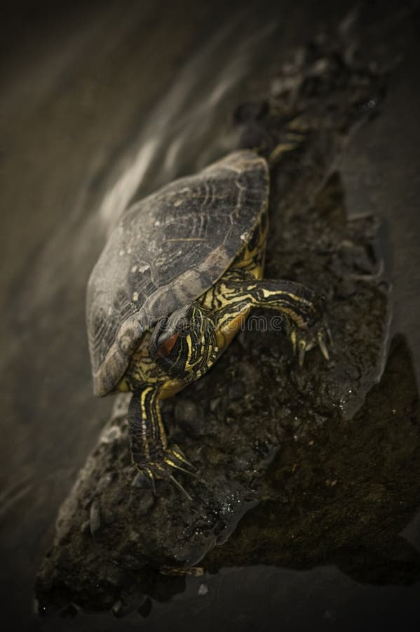 Turtle on the rock stock photo. Image of crawl, wild - 12978138