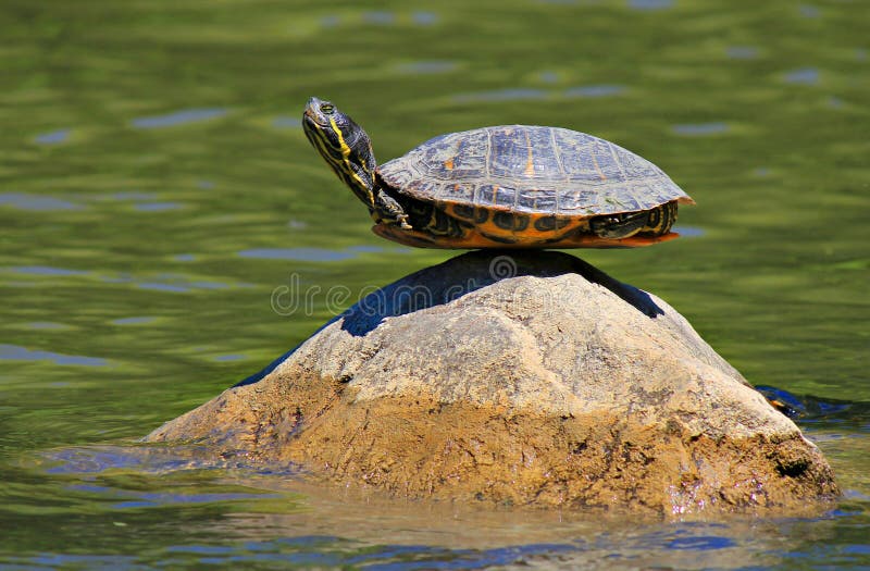 Turtle on the rock stock image. Image of scales, island - 20878855