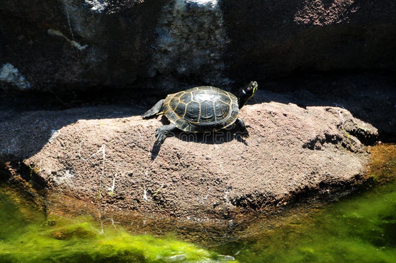 Turtle on a Rock stock photo. Image of life, turtle, nature - 5738998