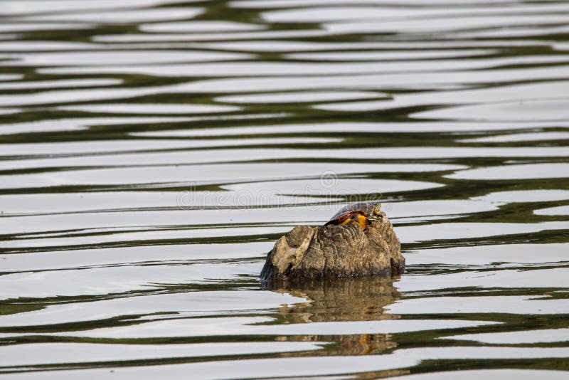 Turtle on a Rock Formation in the Middle of the Sea Stock Photo - Image ...