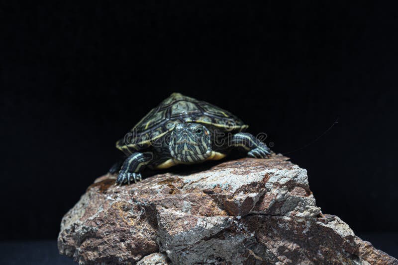 Turtle on the Rock, Green Turtle Reared Stock Photo - Image of turtle ...